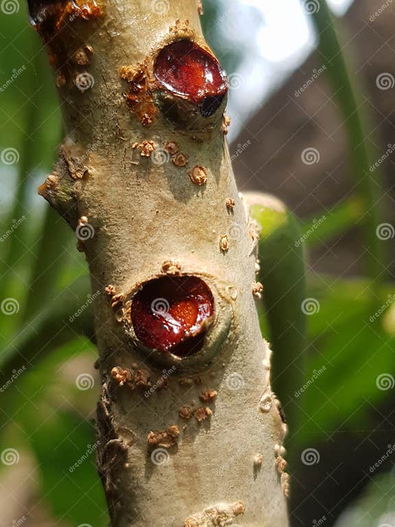 Red Tree Sap that Grows in Front of the House Stock Photo - Image of ...