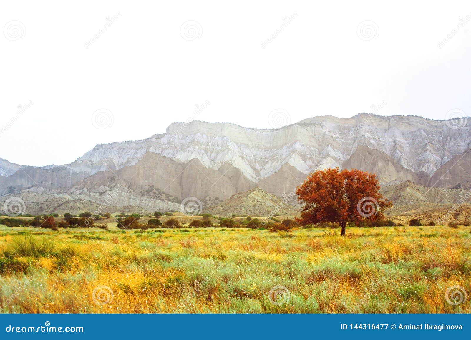 Red Tree in the Savannah. the Mountains. Yellow Grass. Landscape Stock ...