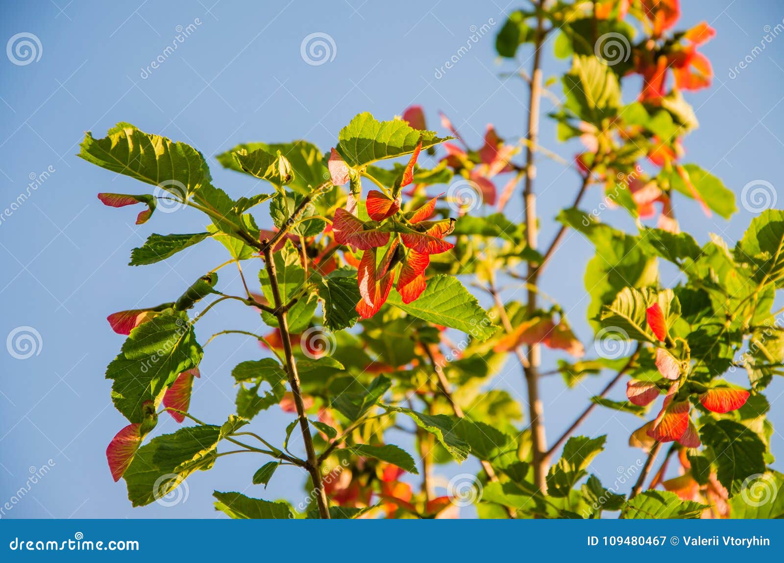 Red seeds of a tree stock image. Image of isolated, botanical - 109480467
