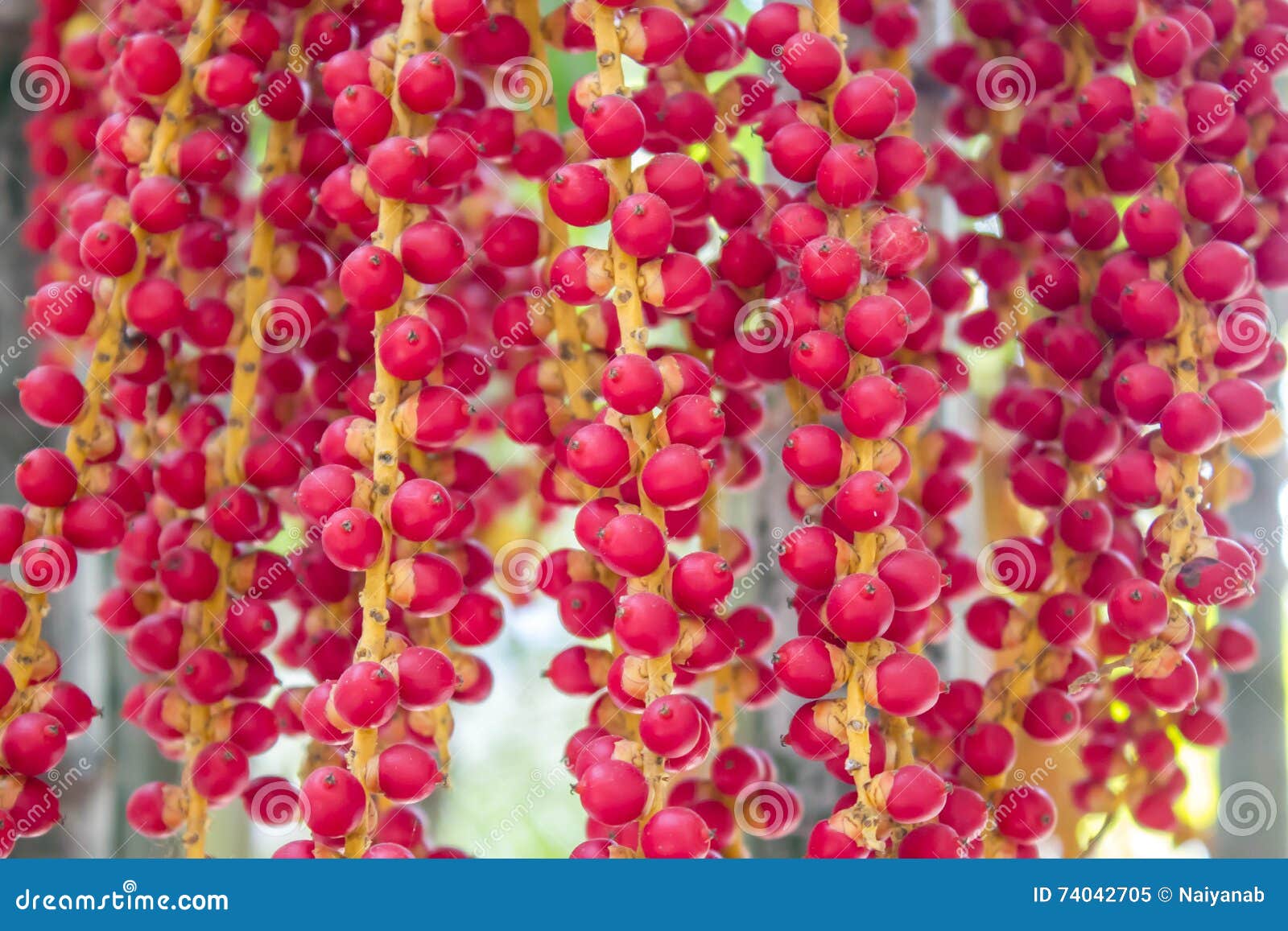 Red tree seeds stock image. Image of foliage, tree, closeup - 74042705
