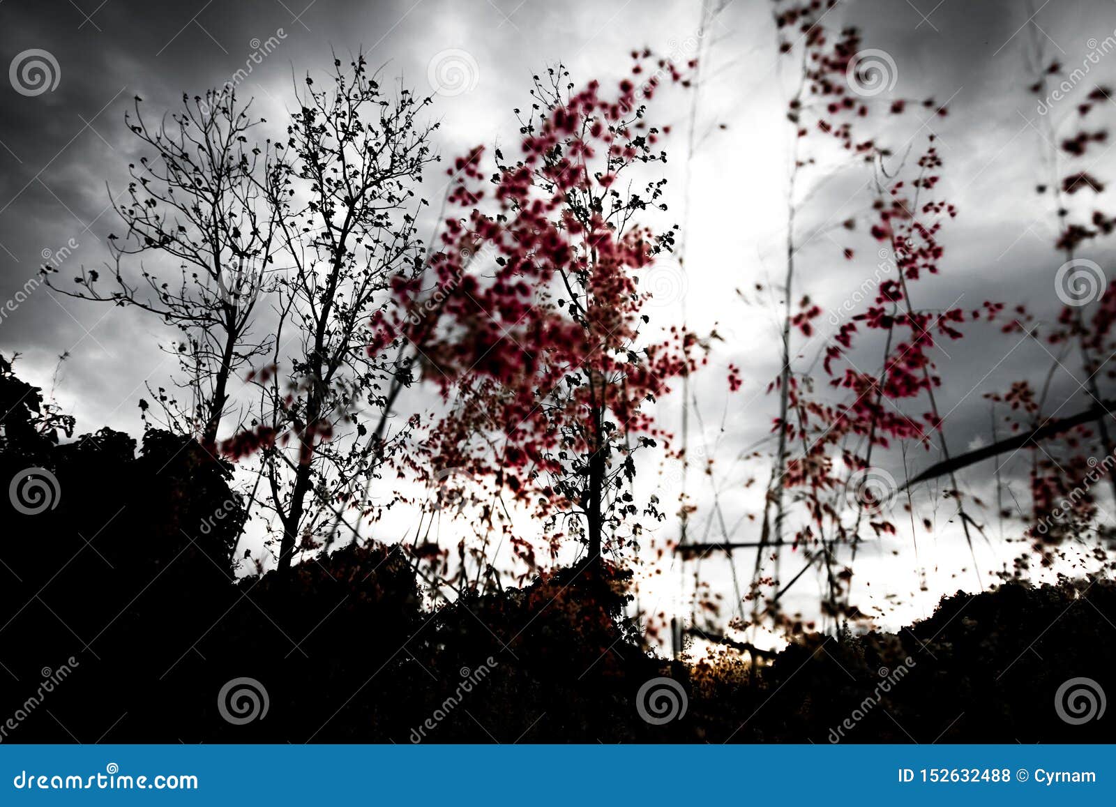 Red Tree Silhouette with Dramatic Cloudy Sky, Abstract Composition ...