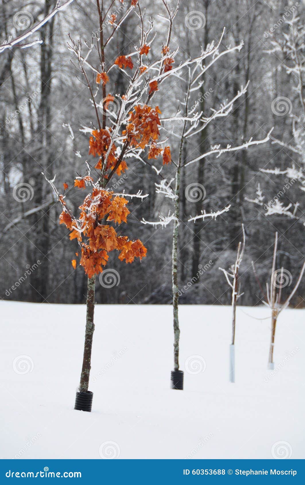 Red tree in snow stock photo. Image of tree, nature, endurance - 60353688