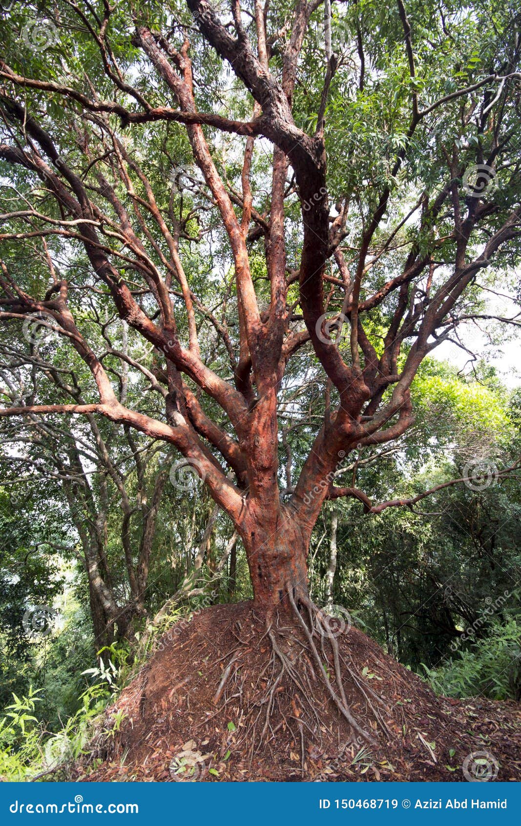 Red tree on top of a hill stock image. Image of environment - 150468719