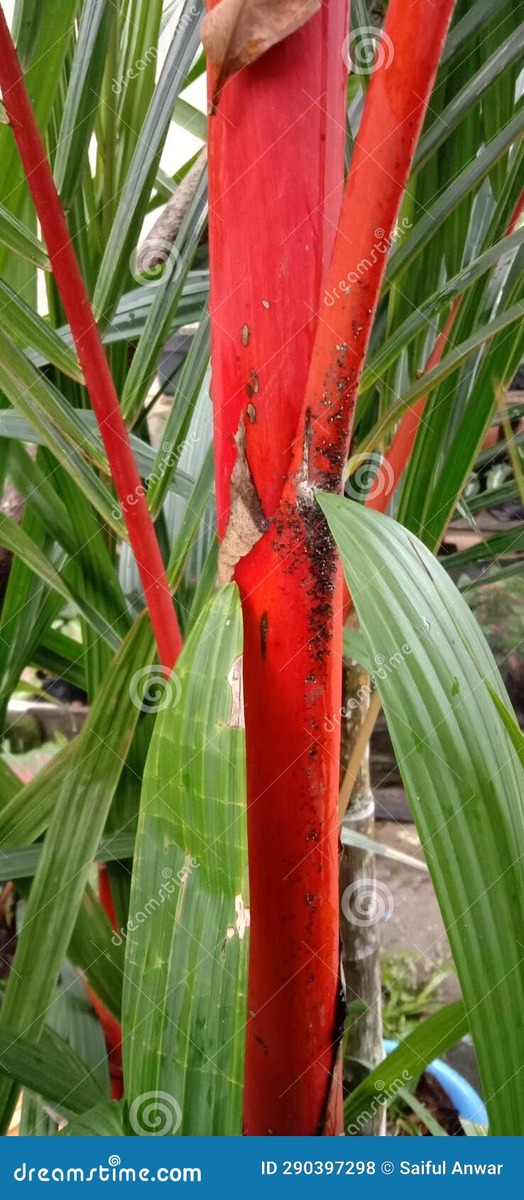 The Red Tree Trunk with Green Leaves is Very Beautiful Stock Photo ...