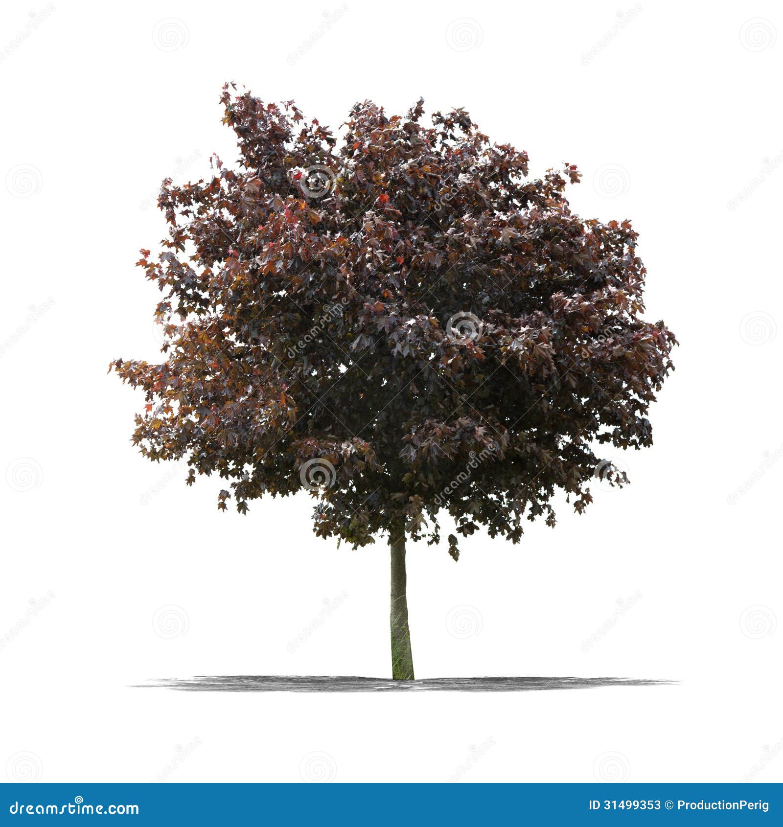 Red Tree on a White Background Stock Image - Image of garden, isolation ...