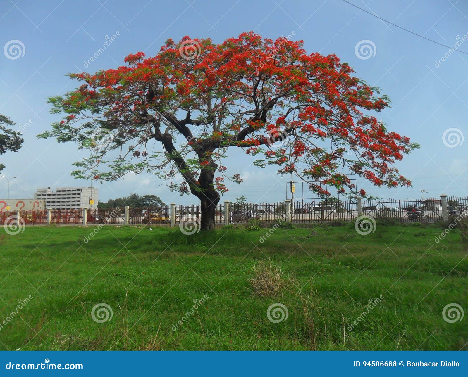 Red tree stock photo. Image of tree, green, greenery - 94506688
