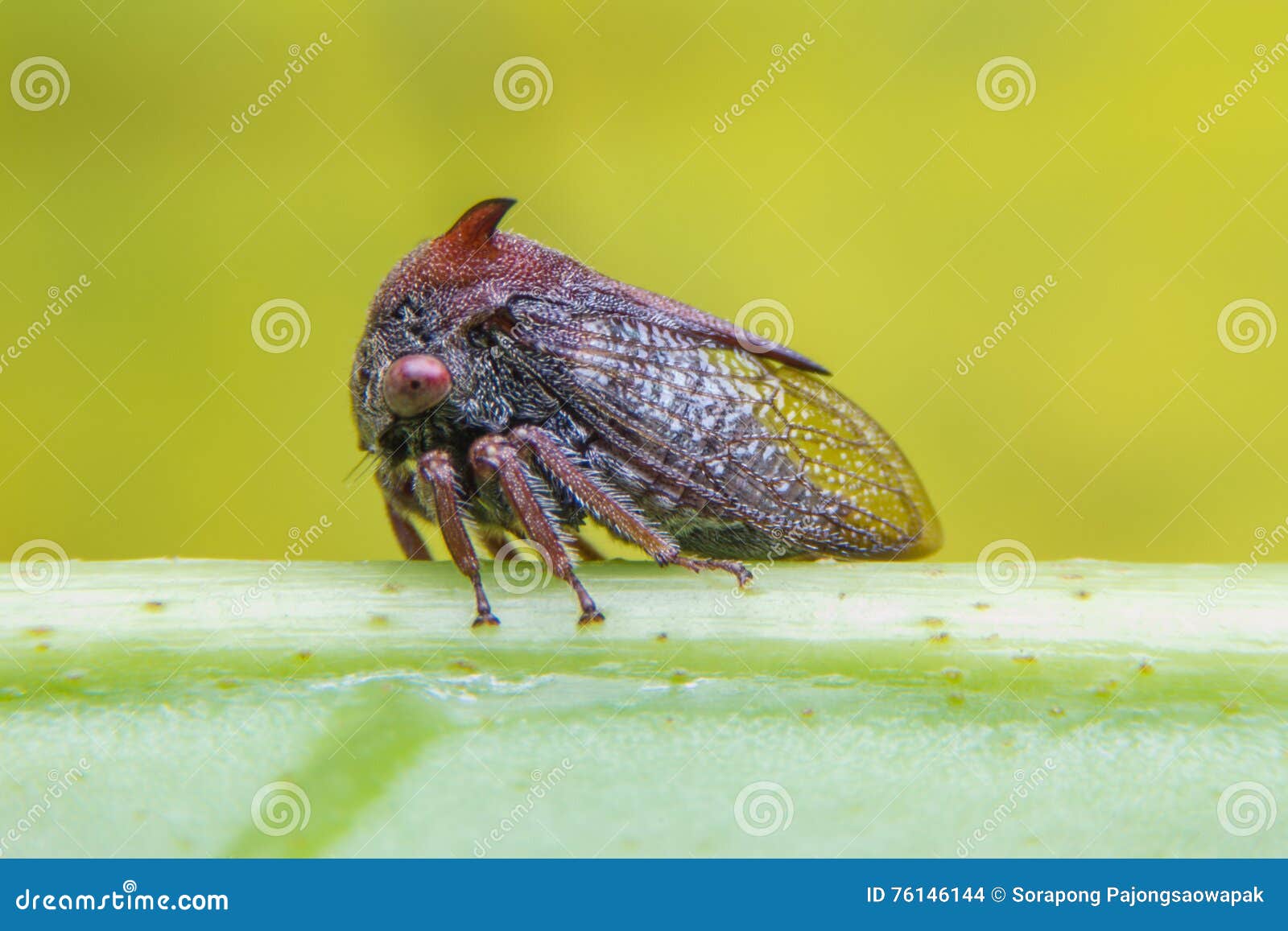 Red treehopper stock photo. Image of cute, element, forest - 76146144