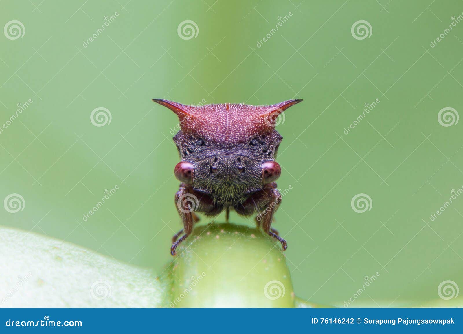 Red treehopper stock photo. Image of hopper, common, green - 76146242