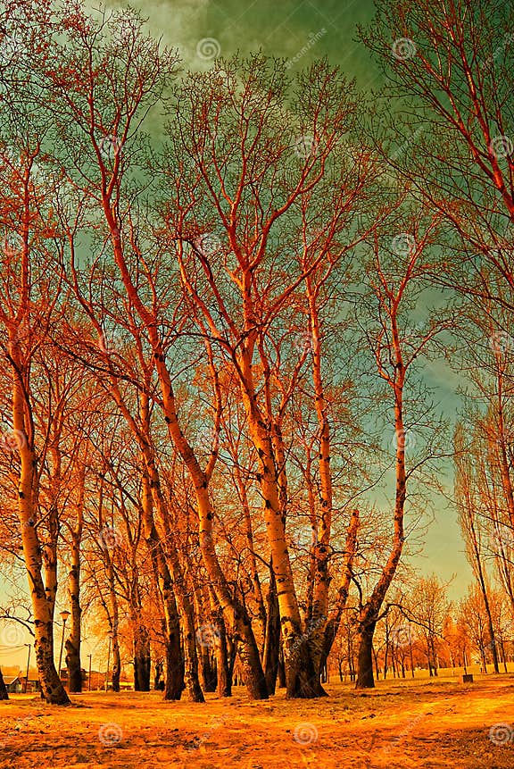 Red trees stock image. Image of outdors, sunrise, blue - 9387125