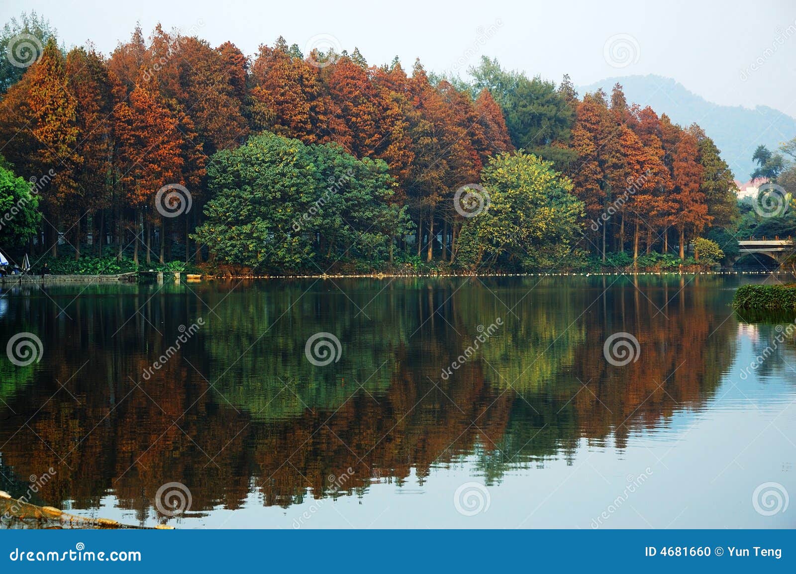 Red trees in the Autumn stock photo. Image of colorful - 4681660