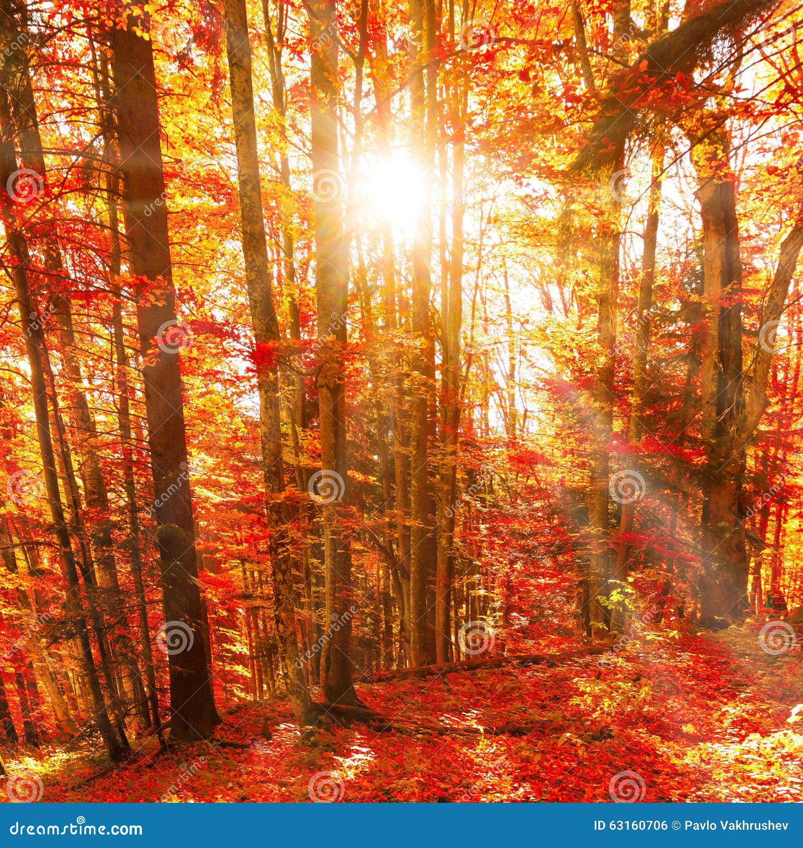 Red Trees in the Autumn Forest Stock Photo - Image of october, maple ...