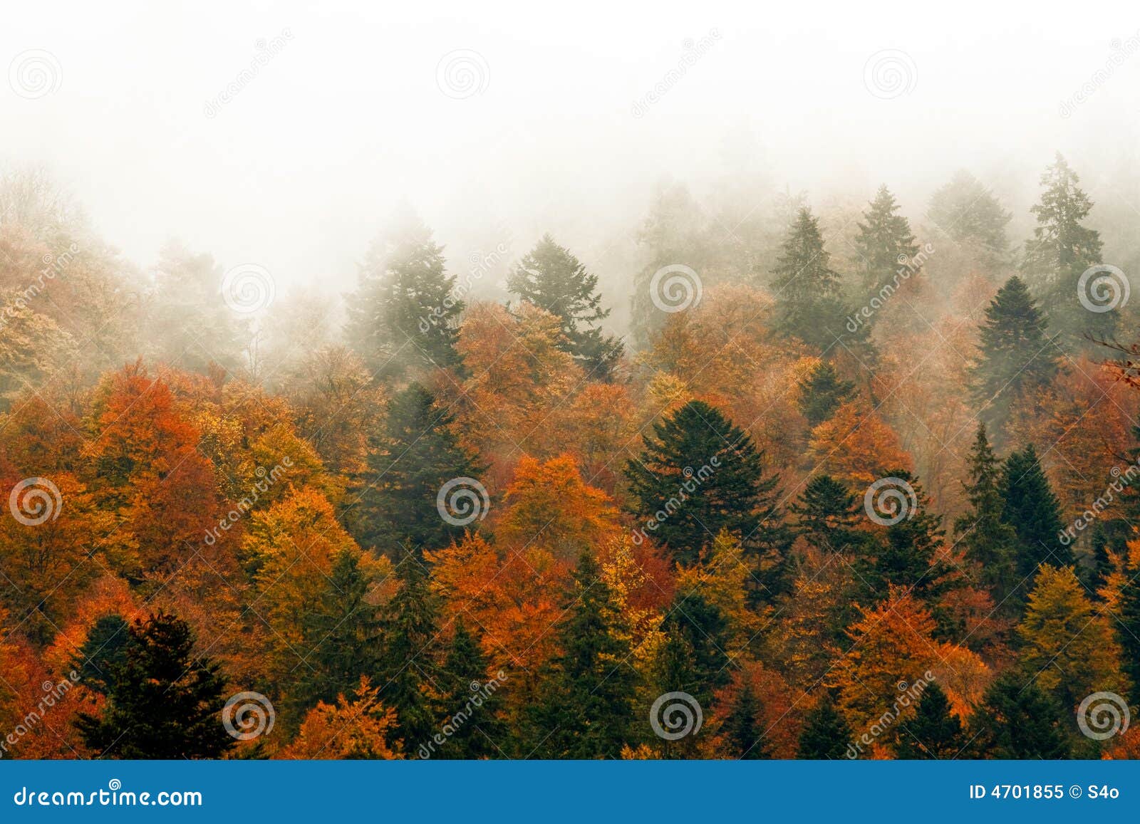 Red Trees in Fog stock image. Image of forest, trees, germany - 4701855