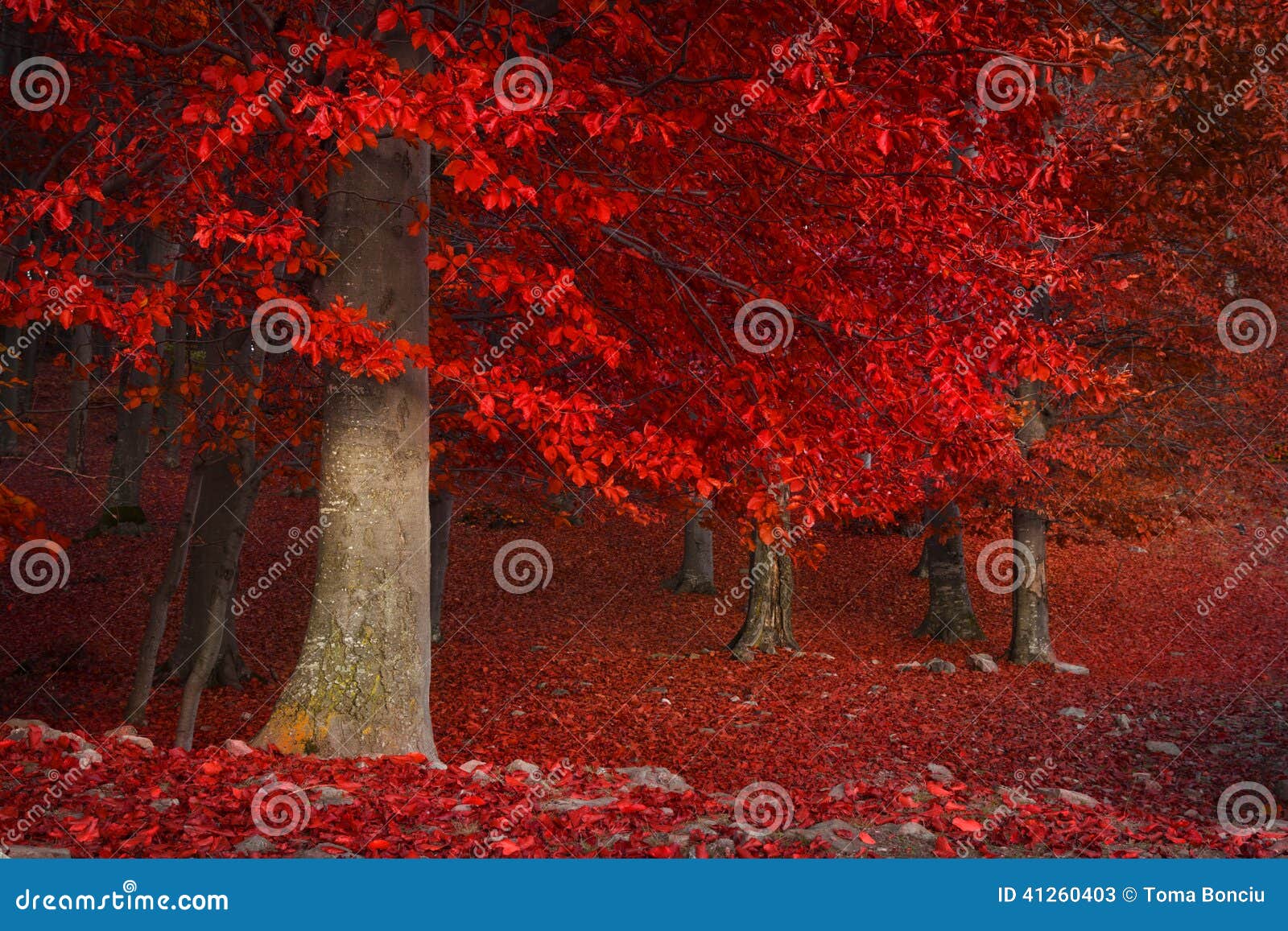 Red trees in the forest stock image. Image of fall, autumn - 41260403