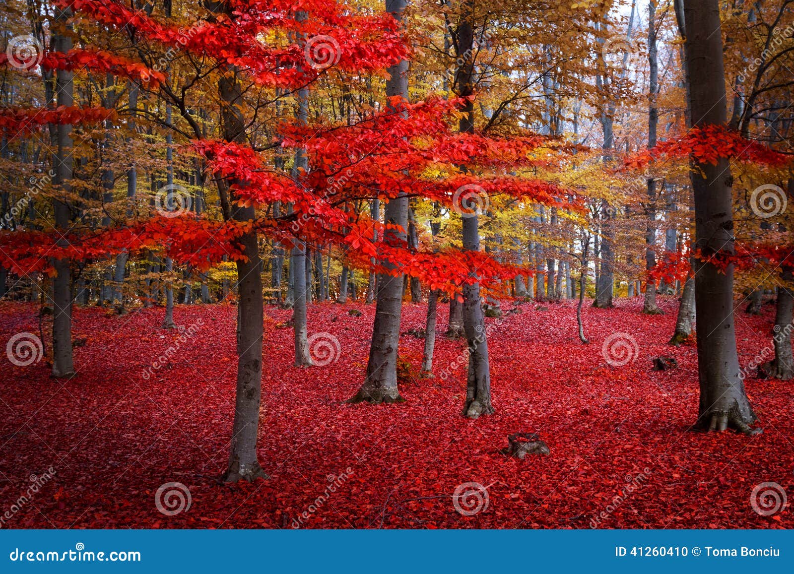 Red trees in the forest stock photo. Image of mysterious - 41260410