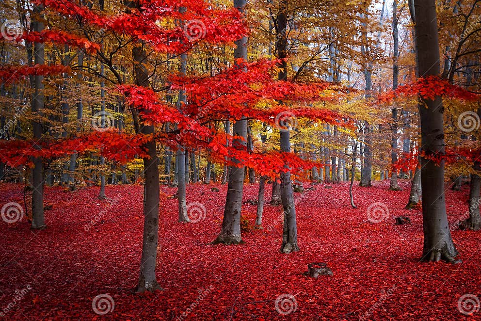 Red trees in the forest stock photo. Image of mysterious - 41260410
