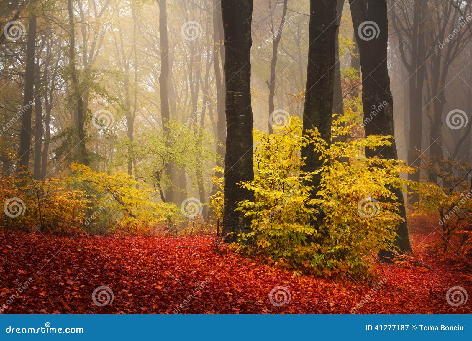 Red trees in the forest stock image. Image of green, fall - 41277187