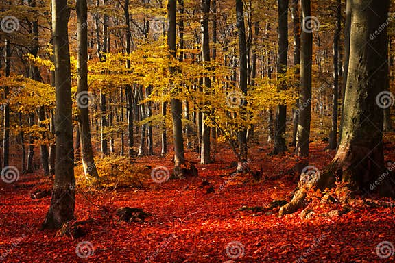 Red trees in the forest stock image. Image of lake, shadow - 41277193