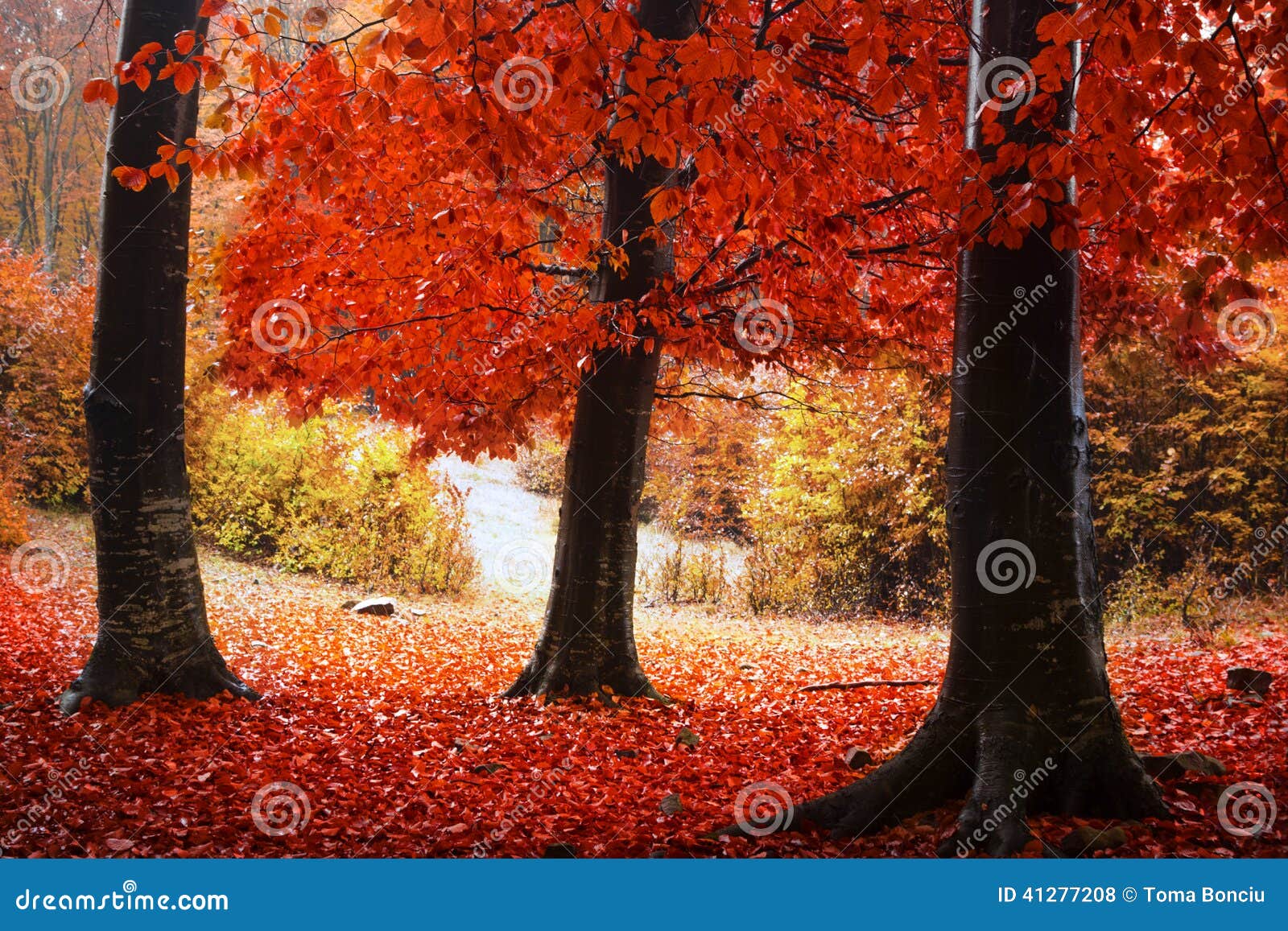 Red trees in the forest stock photo. Image of autumn - 41277208