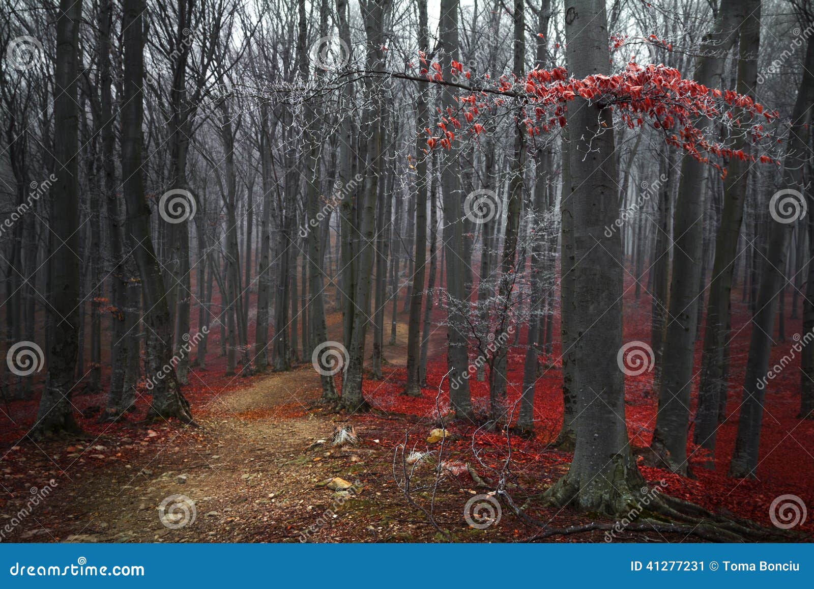 Red trees in the forest stock image. Image of shadow - 41277231