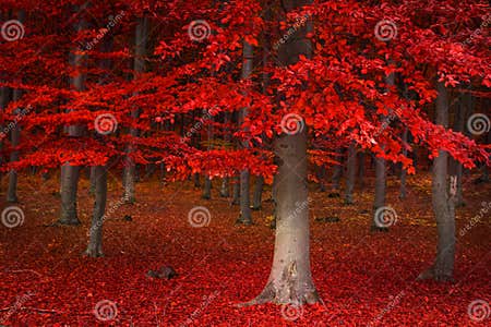 Red trees in the forest stock photo. Image of lake, forest - 41526168