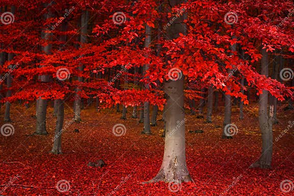 Red trees in the forest stock photo. Image of lake, forest - 41526168