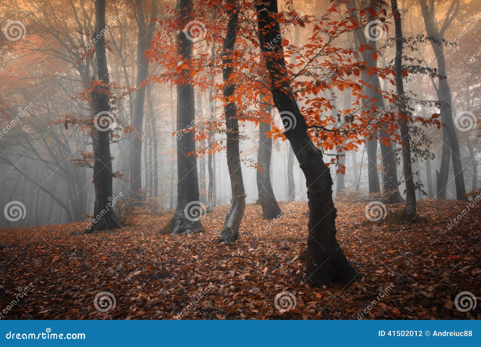 Red Trees in a Forest with Fog in Autumn Stock Photo - Image of ...