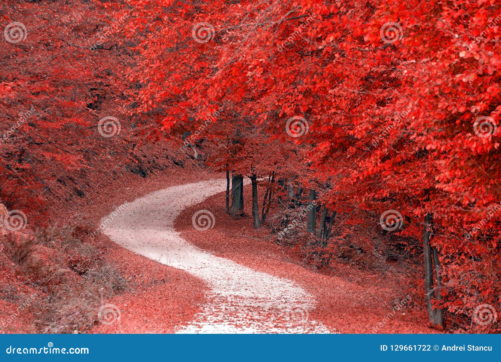Autumn forest stock photo. Image of foliage, sunrise - 129661722