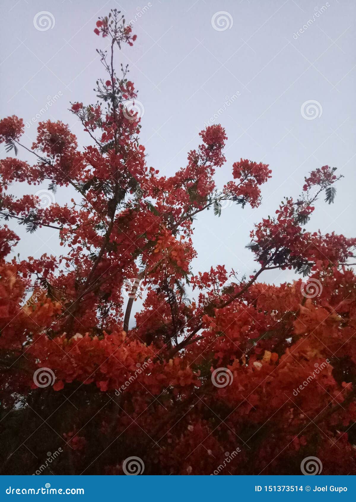 Red trees on the mountain stock photo. Image of branches - 151373514