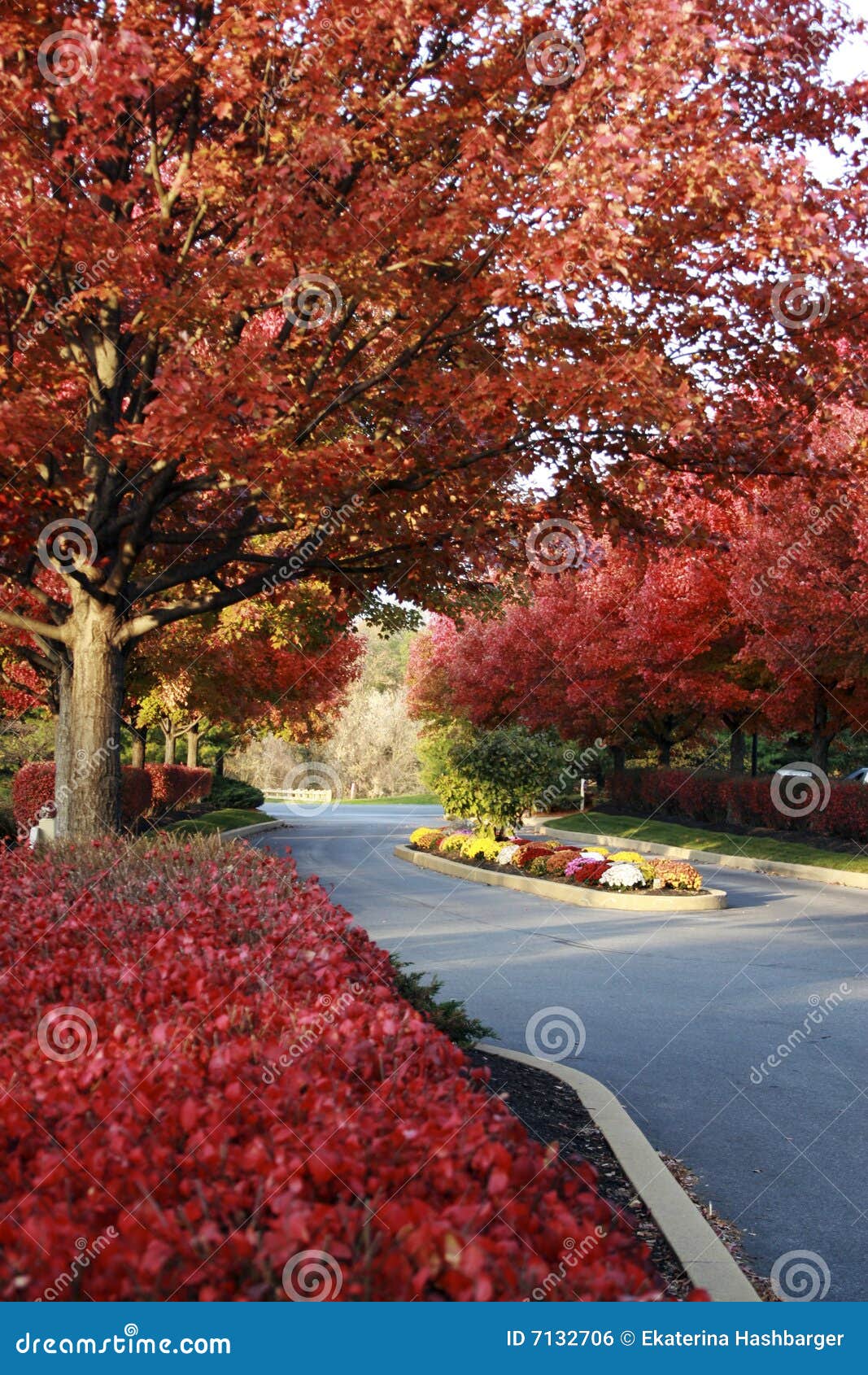 Red trees in the park stock photo. Image of october, park - 7132706