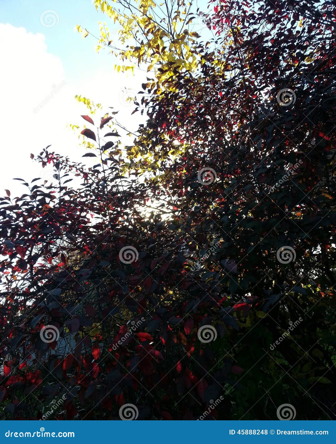 Red trees stock photo. Image of landscape, sunny, trees - 45888248