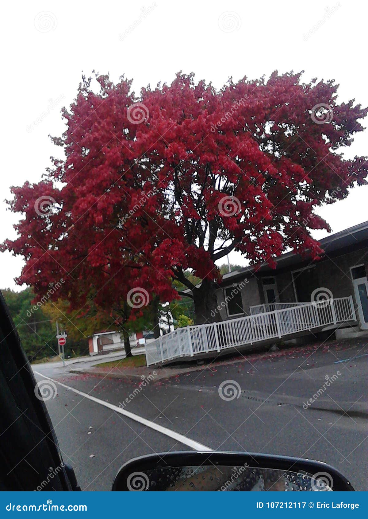 Red trees stock image. Image of original, trees, road - 107212117