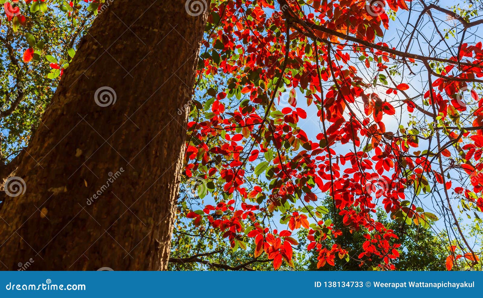 Red Treetop in Forest stock image. Image of treetop - 138134733
