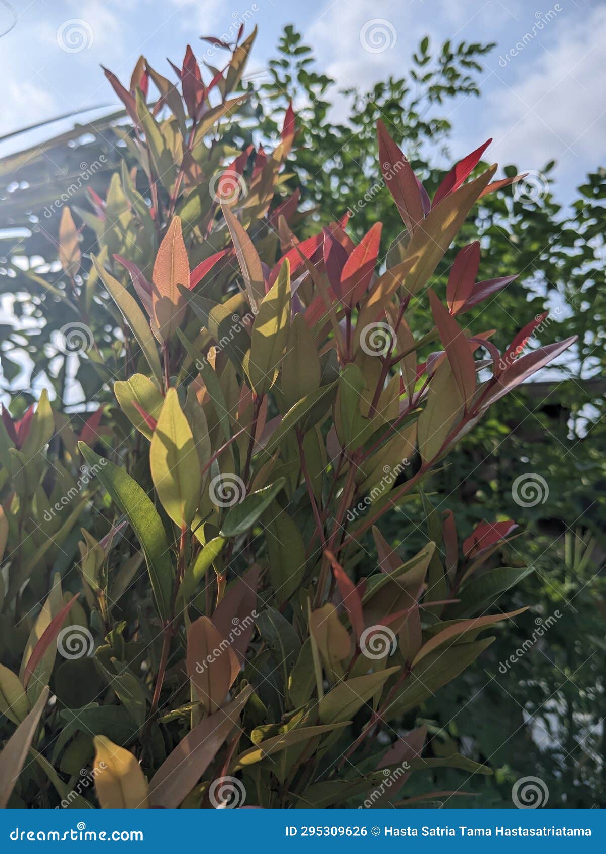 Red Treetops of the Syzygium Australe Plant. Stock Photo - Image of ...