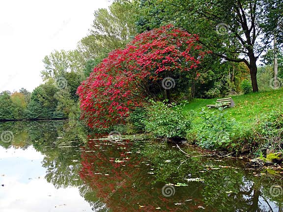 Red tree reflected stock image. Image of colorful, pond - 122896329