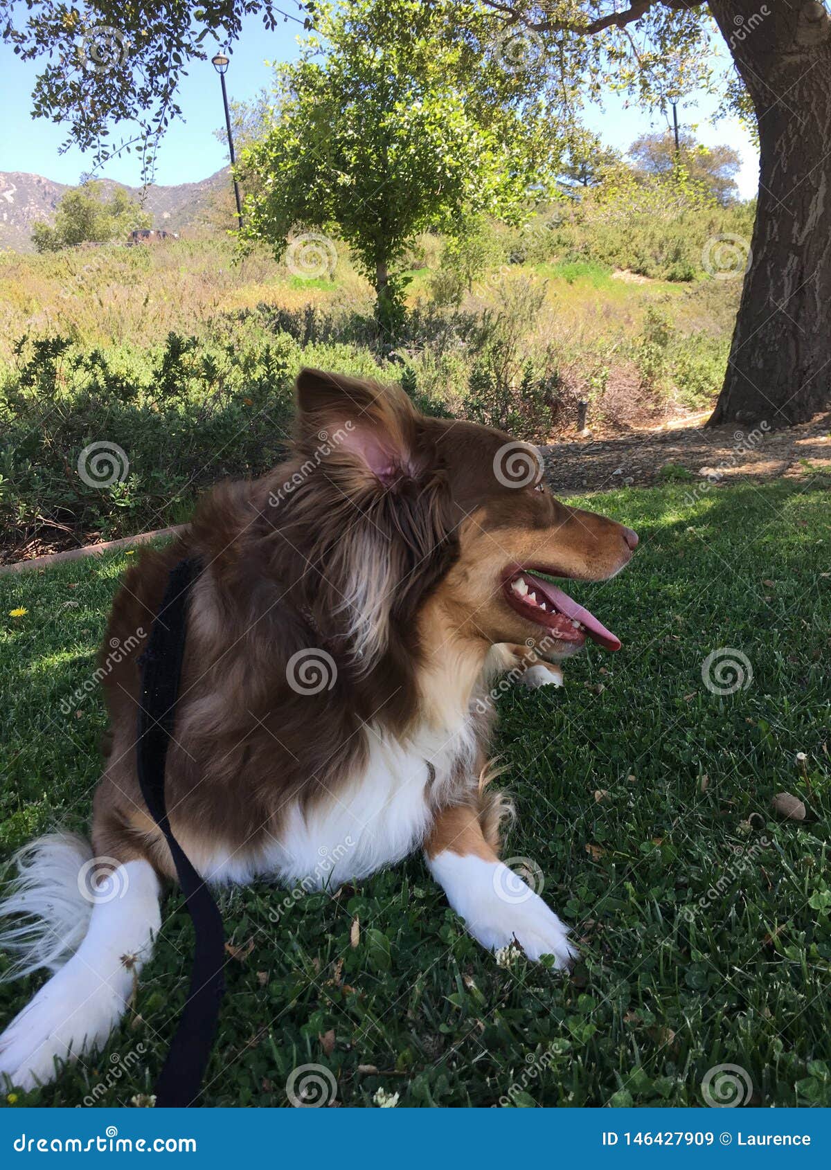 Distracted Dog stock image. Image of shepherd, distracted - 146427909