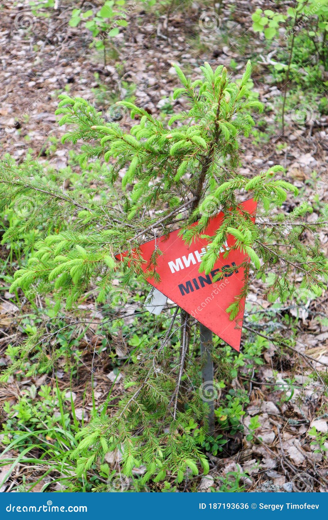 Red Triangle Mine Warning Sign in the Forest Stock Photo - Image of ...