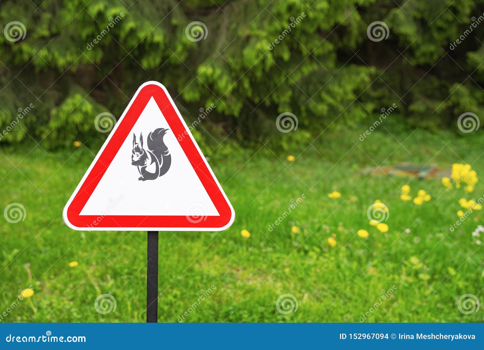 Red Triangle Sign Warning of the Presence Squirrels on the Background ...