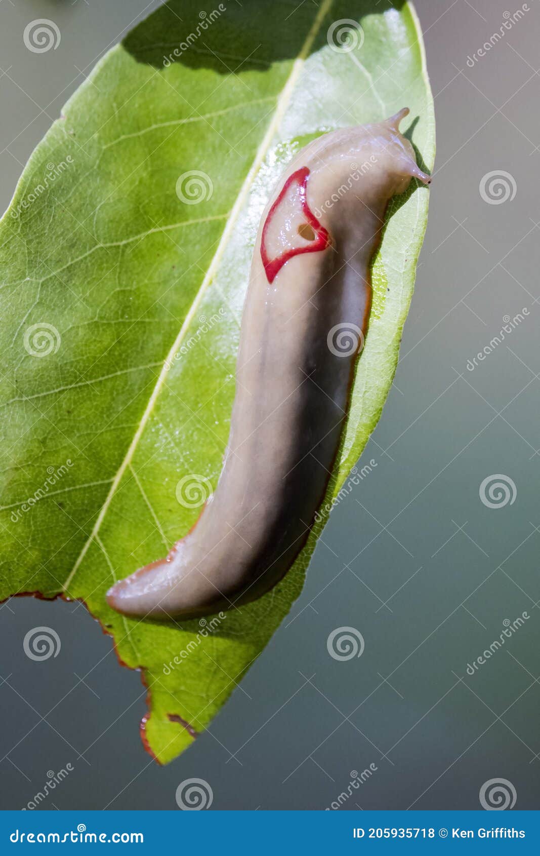 Red-triangle Slug stock photo. Image of leaf, green - 205935718