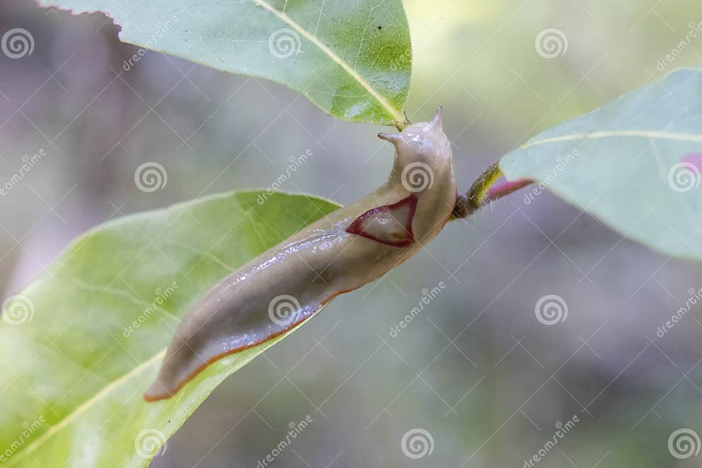 Red-triangle Slug stock image. Image of wildlife, graeffei - 205935749
