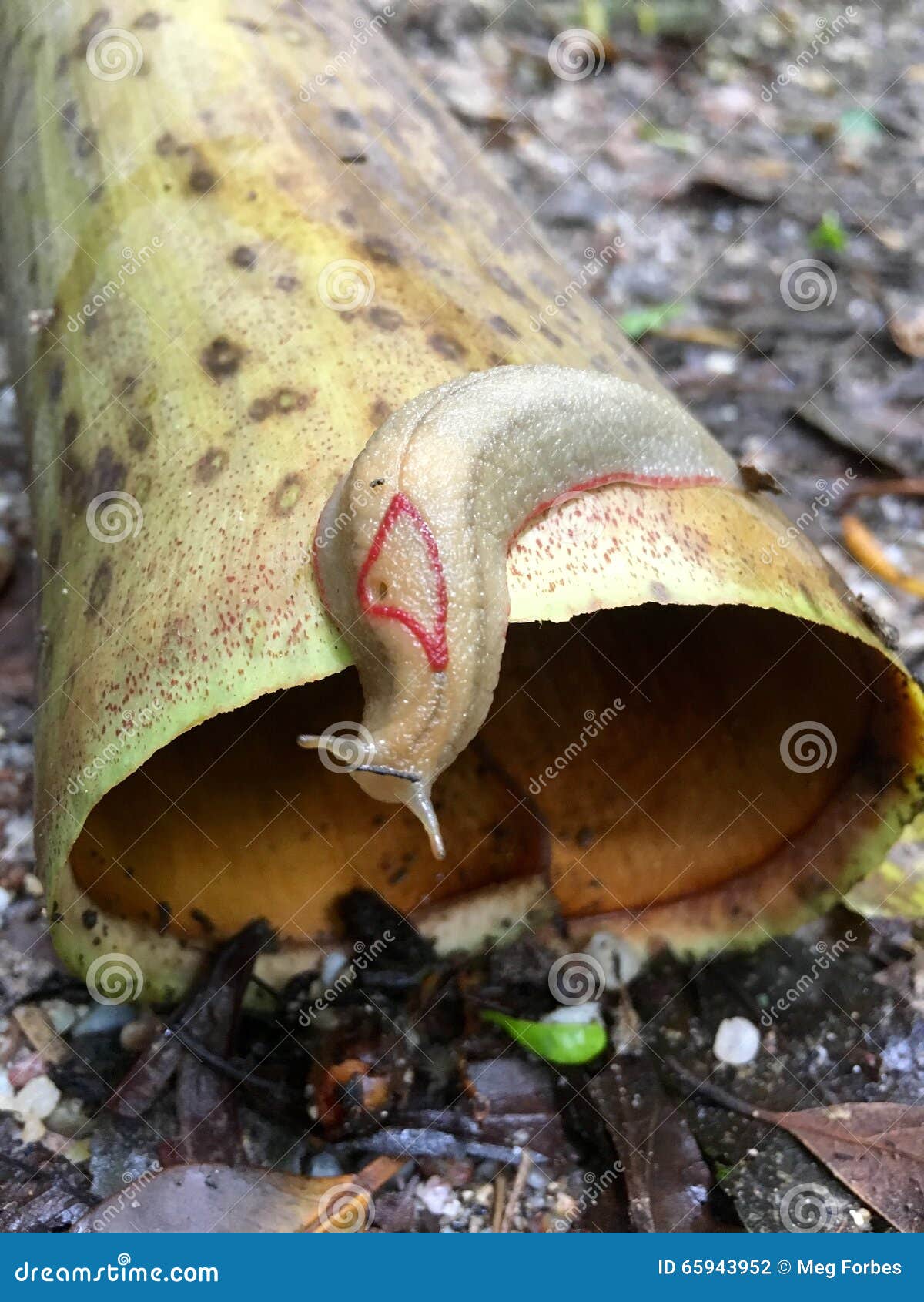Red triangle slug stock photo. Image of rare, wild, australia - 65943952