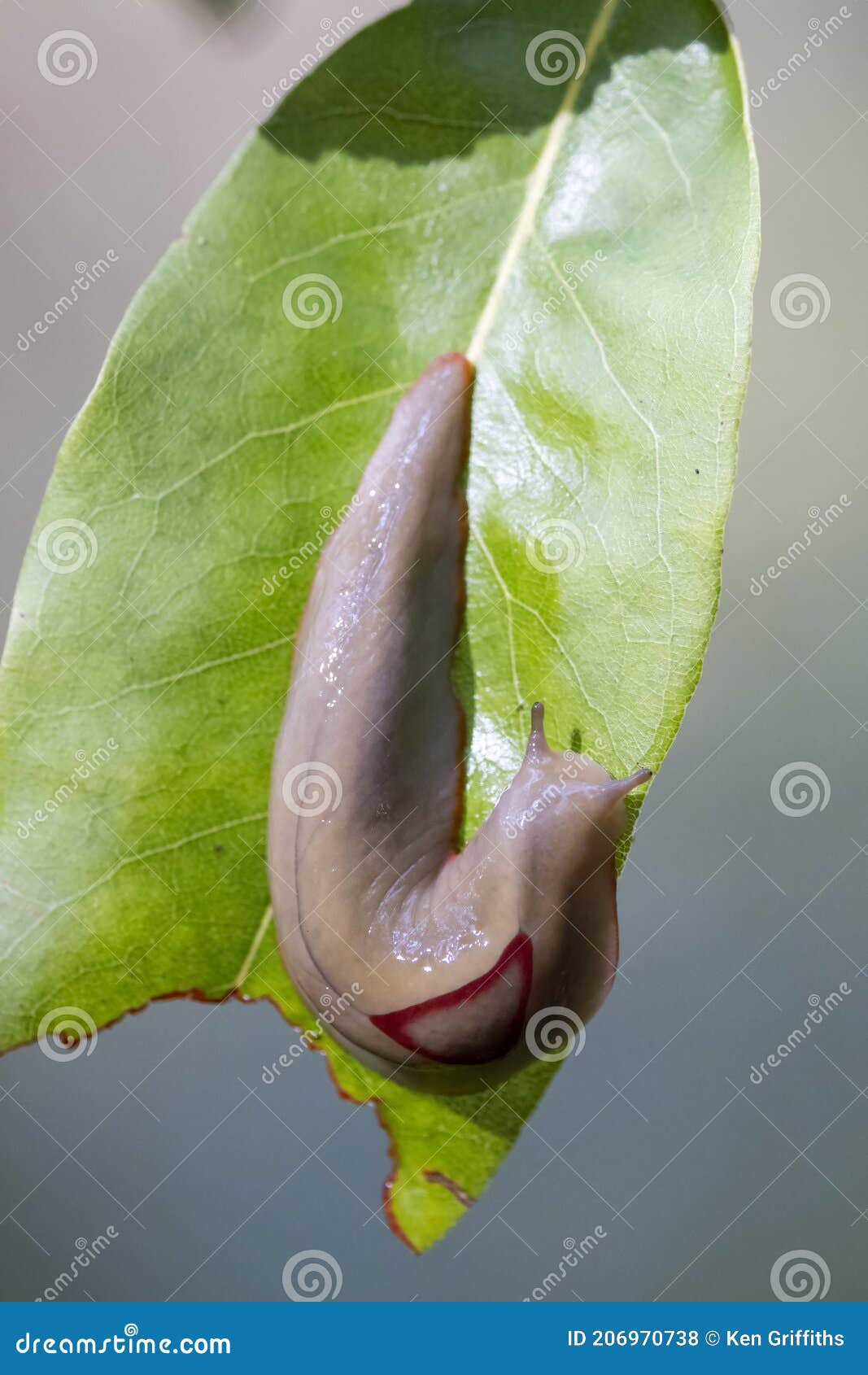 Red-triangle Slug stock photo. Image of nature, triboniophorus - 206970738