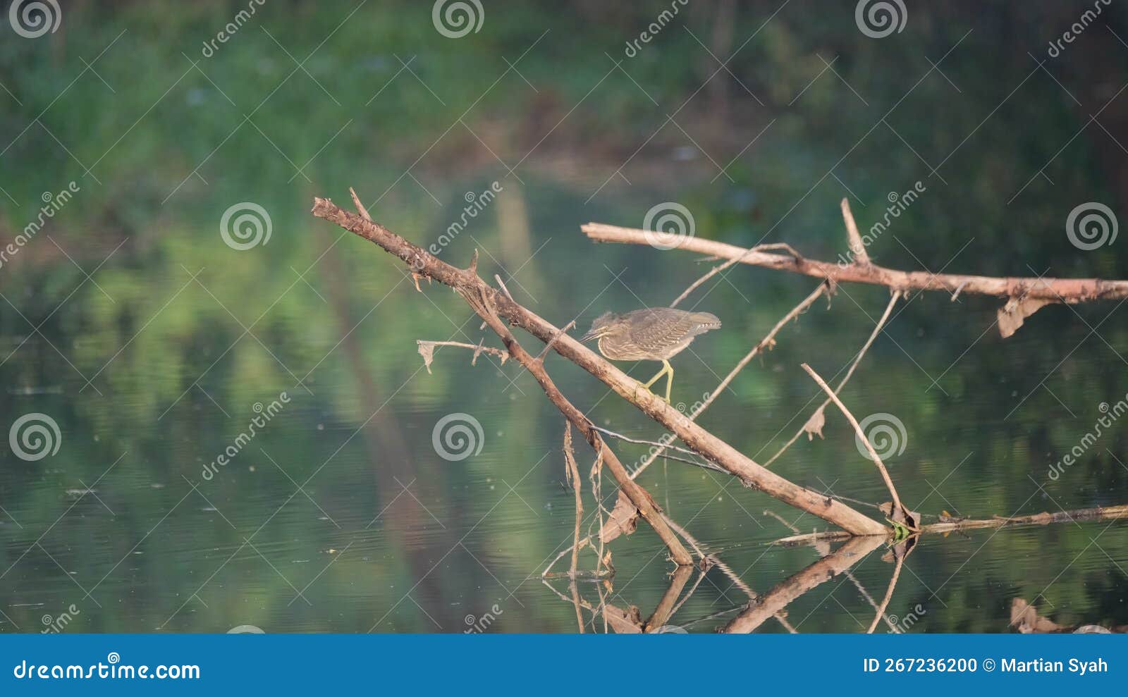 Red triangular bird stock photo. Image of ixobrychus - 267236200