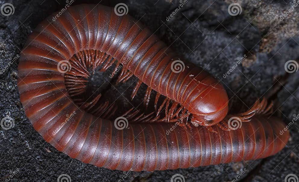 Red Trigoniulus Corallinus Crawling on the Decay Bark Tree Stock Photo ...