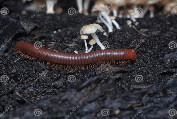 Red Trigoniulus Corallinus Crawling on the Decay Bark Tree Stock Photo ...