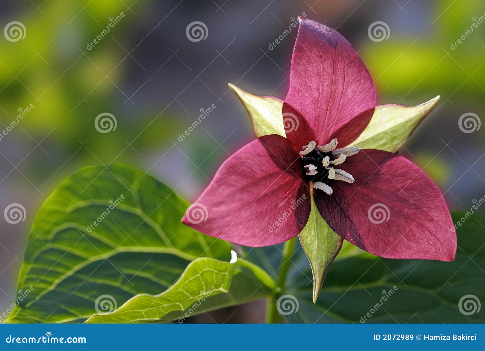 Red trillium flower stock image. Image of perennial, forest - 2072989