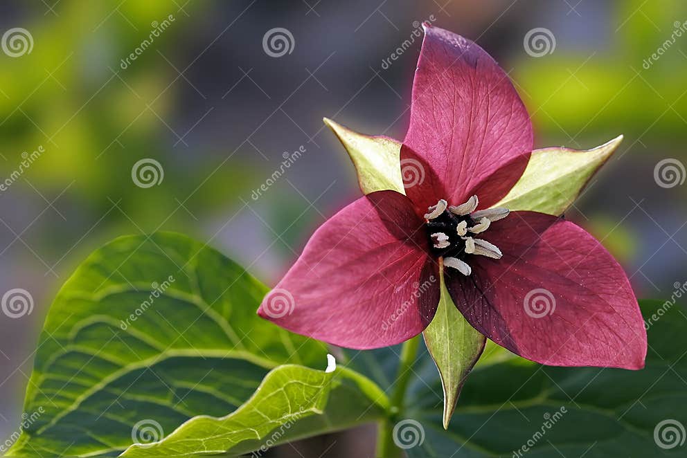 Red trillium flower stock image. Image of perennial, forest - 2072989
