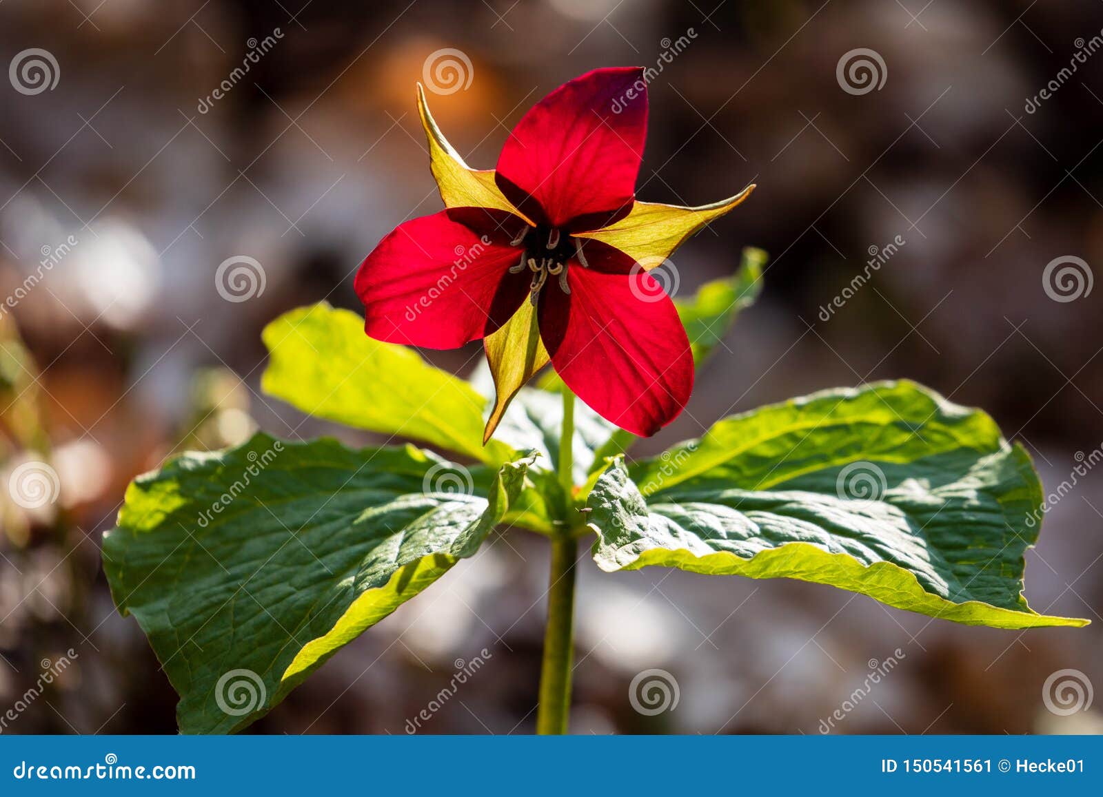 Red trillium in the light stock image. Image of stinking - 150541561