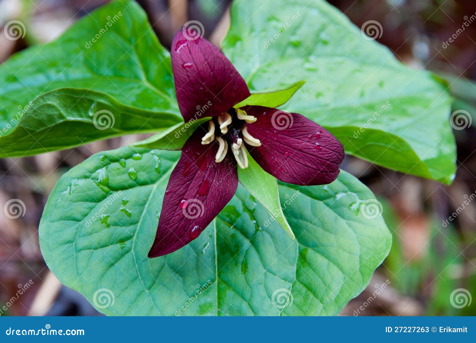 Red trillium after rain stock image. Image of petal, leaf - 27227263