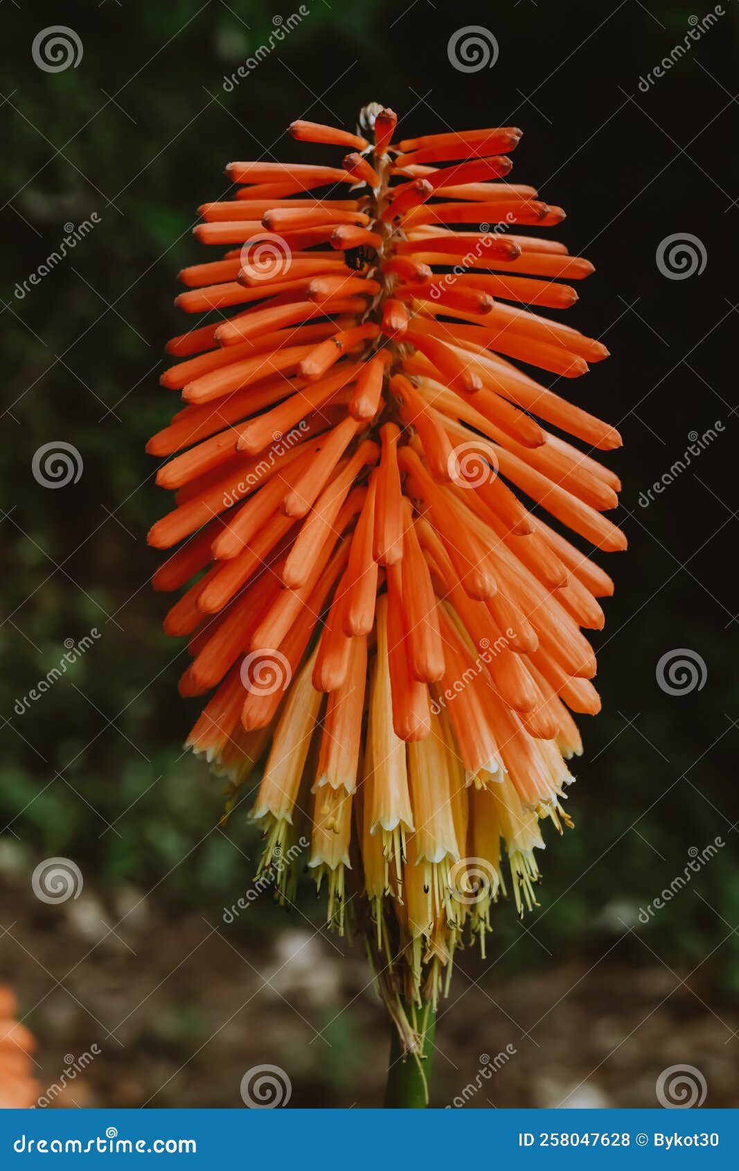 Red Tritoma Flower in the Garden. Close-up Stock Photo - Image of ...