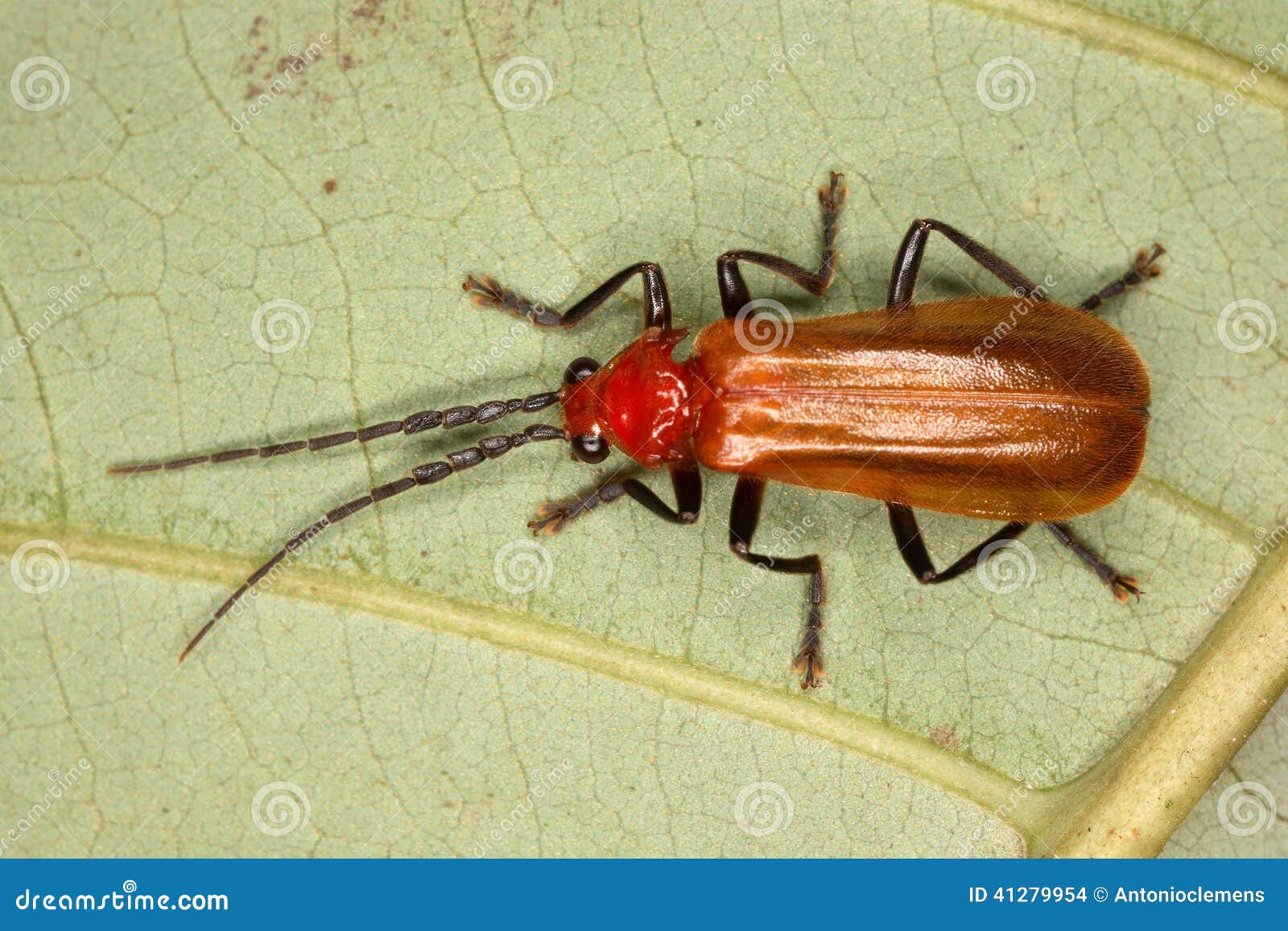 Red Tropical Beetle on a Leaf of of the Tree. Stock Photo - Image of ...